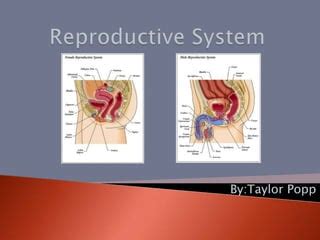 Reproductive System PPT