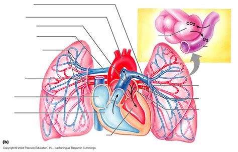 Pulmonary Circulation Diagram Quizlet