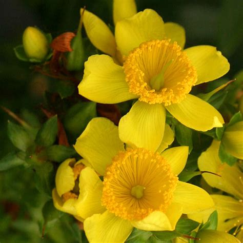 Plant Of The Week Sunny Boulevard® St Johns Wort Plant Of The Week