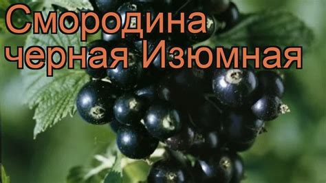 Смородина черная Изюмная (ribes nigrum) 🌿 Изюмная обзор: как сажать ...