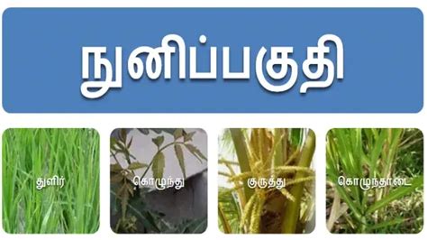 தாவரங்களின் இலை வகை கொழுந்து வகை குலை வகை Leaf Type Of Plants In Tamil Language