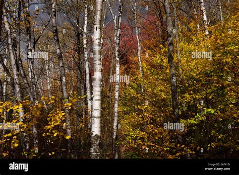 Birch Trees And Fall Foliage Beside Kettle Pond At Spice Mountain