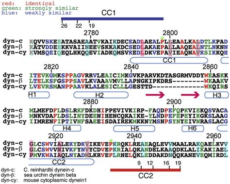 Alignment Of Microtubule Binding Domains Of Various Dyneins Alignment
