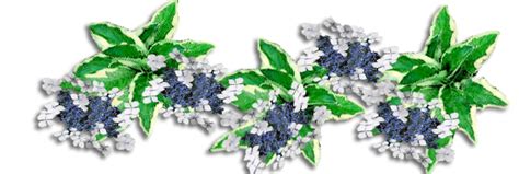 Hydrangea Macrophylla Maculata Spoorplantnl