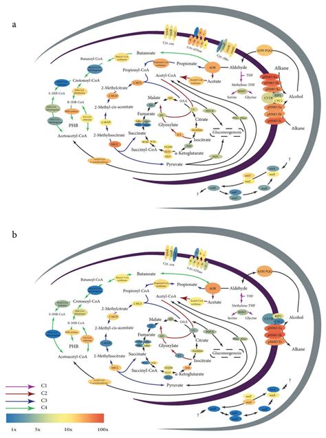 Reconstruction Of Central Carbon And Energy Metabolic Pathways In