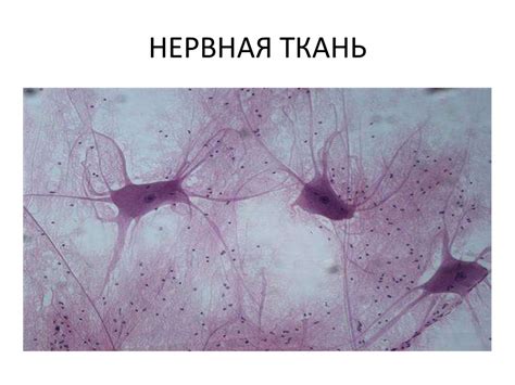 Цитология и гистология Схема плоскостей в теле человека презентация онлайн