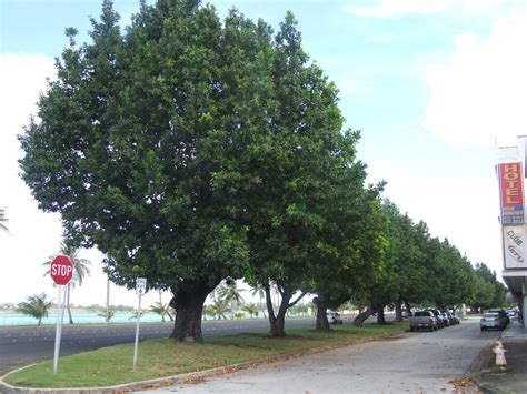 Calophyllum Inophyllum Trees Calophyllum Inophyllum Is A L Flickr