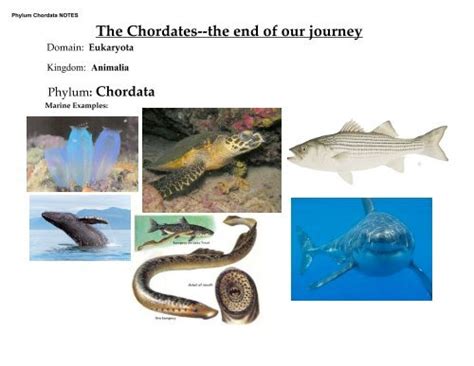 Phylum Chordata Notes April 26 2012