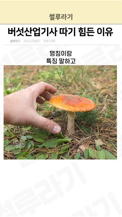 버섯산업기사 따기 힘든 이유 Youtube