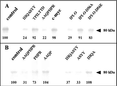 Figure 2 From Lectin Receptor Kinases Participate In Protein Protein