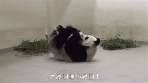 大熊猫团团不幸离世，网友：团团圆圆是小时候记忆很深的名字