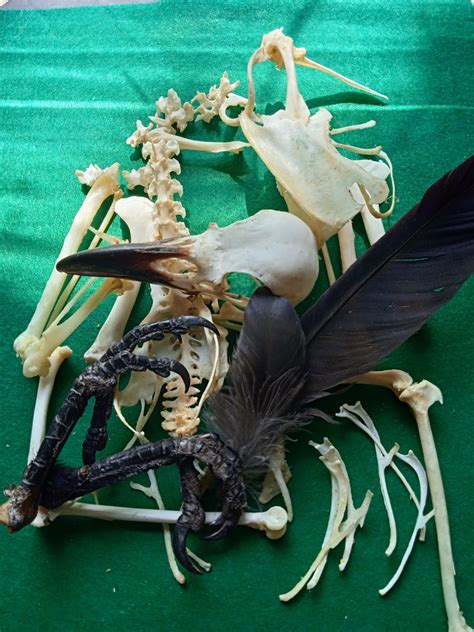 Complete Set Of Raven Skeleton Bones Real Raven Bones Raven Skull Set Of Bones For Creativity