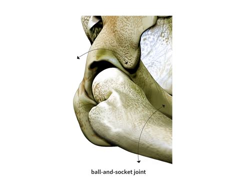 Ball And Socket Joint Noun Definition Pictures Pronunciation And Usage Notes Oxford