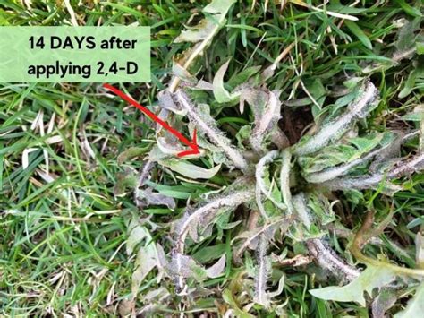 When Does Crabgrass Germinate At What Temperature Lawn Model