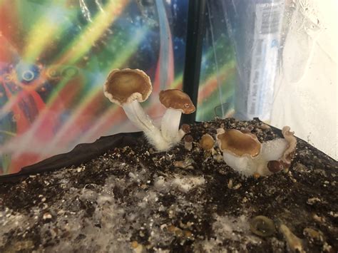 [actives] P Cubensis V B What Do Small Stunted Caps Mean Is This Low Humidity Or Low Fae