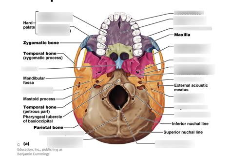Skull Diagram Diagram Quizlet