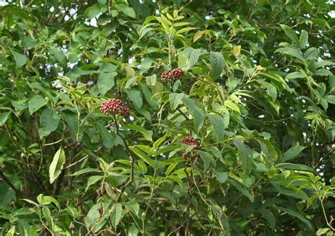 Leea Species Assam Eflora Of India
