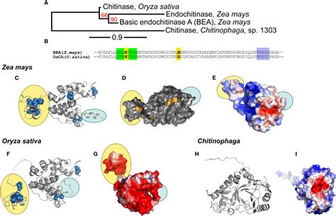 Frontiers Plant Root Associated Chitinases Structures And Functions