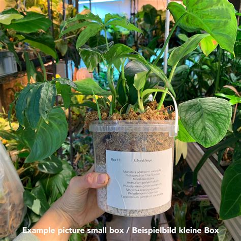 Cutting Box Small 8 Cuttings Cuttings Plants We Love Aroids