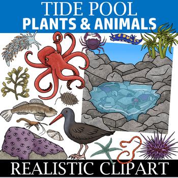 Tide Pool And Intertidal Zone Clipart Ecosystem Clip Art By The