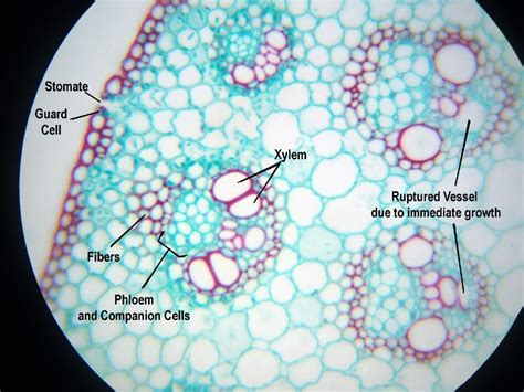 Monocot Stem C S High Magnification ชีววิทยา การปลูกพืช พืช