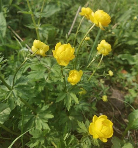 Растения занесенные в красную книгу узбекистана 53 фото