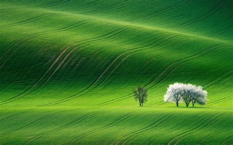 Wallpaper Spring Green Fields Trees 2880x1800 Picture Image