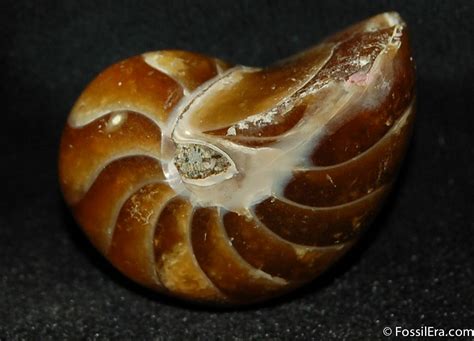 Beautiful Polished Nautiloid Fossil 503 For Sale Beautiful Polished Nautiloid Fossil 503 For Sale