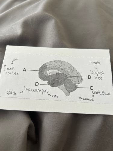 Memory Flashcards Quizlet Memory Flashcards Quizlet