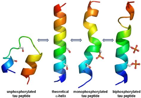 Phosphorylation In Protein Structure And Function Download