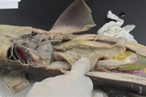 Shark Dissection Biodiversity Lab