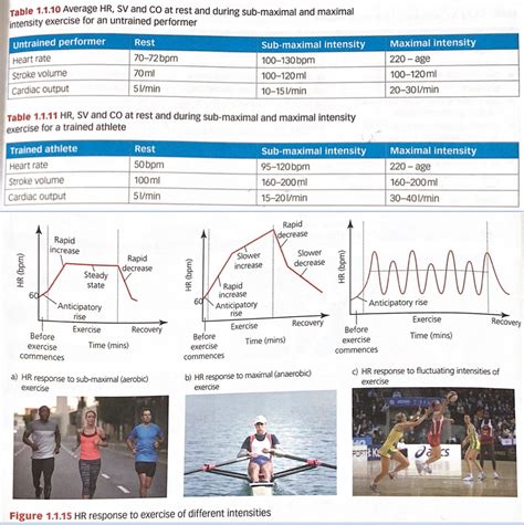 Diagram Of Cardiac Output Heart Rate Response To Exercise Quizlet