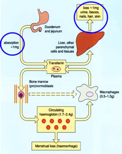 Erythropoiesis And Iron Deficiency Anaemia Flashcards Quizlet