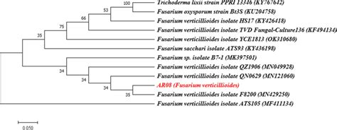 Phylogenetic Analysis Based On 18 S Rrna Sequence Download Scientific