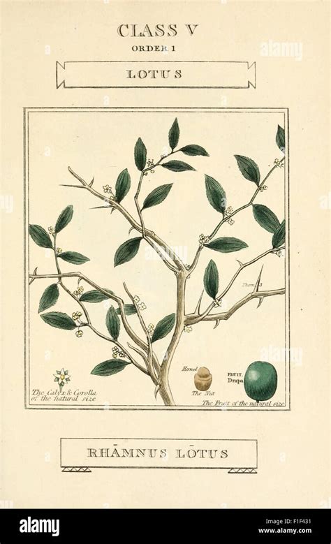 This Work Provides Foundational Knowledge In Botany Covering The Classification Of Plants