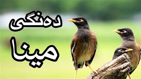 Mina Salik دەنگی باڵندەی مینا صوت مينا Salik Bird Sounds Youtube