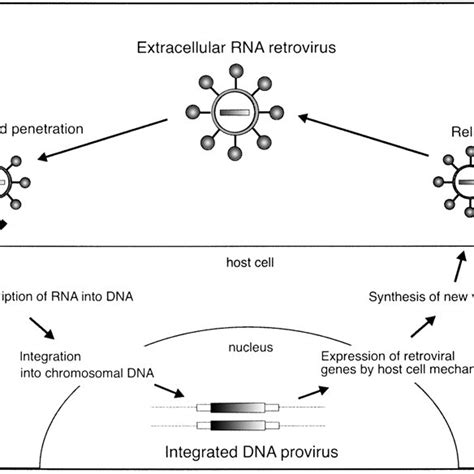 The Exogenous Retrovirus Replication Cycle Download Scientific Diagram