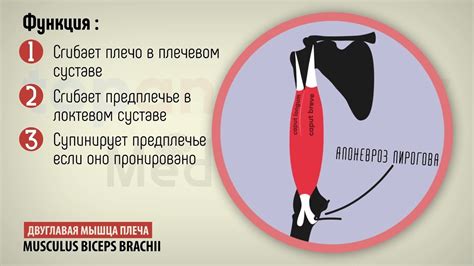 Двуглавая мышца плеча где находится является сгибателем или разгибателем