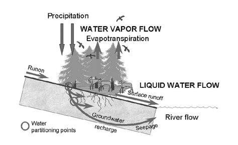 The Partitioning Of Precipitation Between The Liquid Water Flows