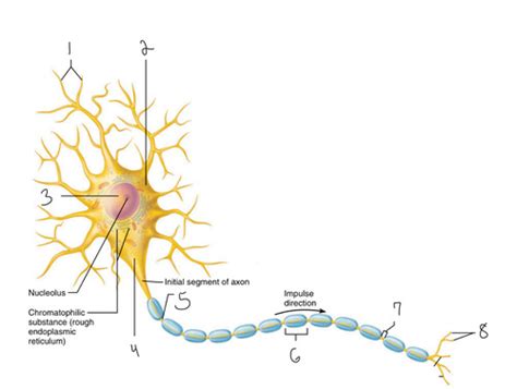 Lab Practical 2 Neuron And Spinal Cord Flashcards Quizlet