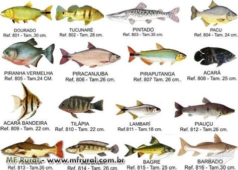 Peixes Ictiologia Tudo Sobre Peixes Imagem De Peixe Peixes De