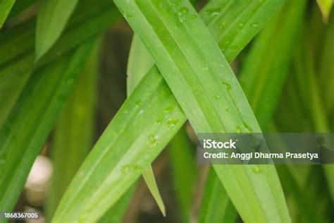 근접 촬영 Pandan 나뭇잎 질감 배경 녹색 유기 개념에 대 한 정글에 아름 다운 무늬와 나뭇잎 트로픽 정원에서 자연 식물입니다 자연 배경입니다 판다의 향기로운 잎 0명에