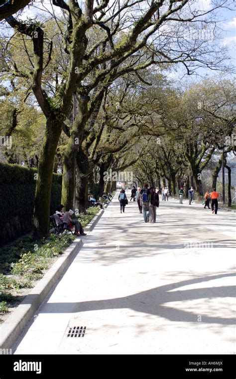 Arch Tree Lined Avenue Hi Res Stock Photography And Images Alamy