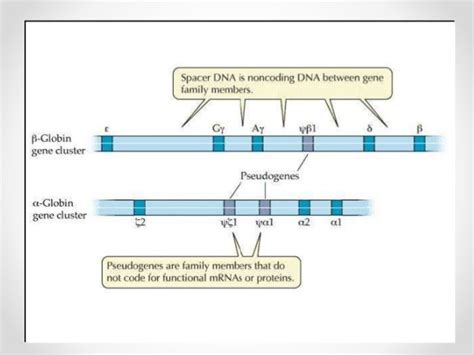 Beta Globin Gene Cluster