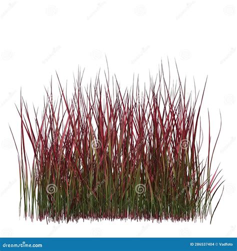 Wild Field Grass Isolated On White Background Stock Illustration