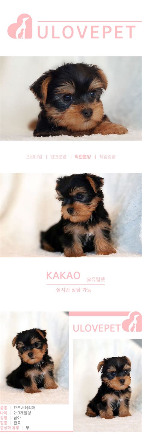 요크셔테리어분양 남아 199000원 웰시코기 치와와 닥스훈트 고양이입양 요크셔테리어 토이푸들 유기견보호소 러시안블루 강아지분양 고양이분양 유럽팻 착한입양