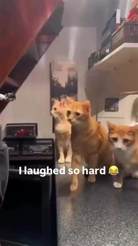 Funny Cats Album On Imgur