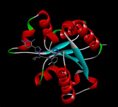 Functional Protein Molecule
