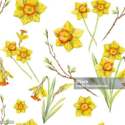 수채화 손은 봄 꽃 수선화 잎 줄기 가지로 매끄러운 패턴을 그렸습니다 흰색 배경에 격리 초대장 결혼식 인사말 카드 벽지 인쇄 섬유를 위한 디자인 0명에 대한 스톡 벡터 아트