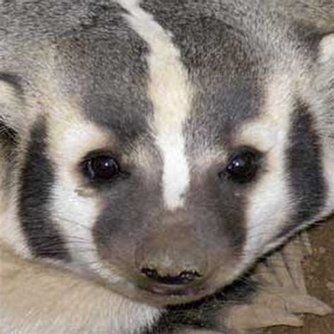 Patrick Morrell Youtube